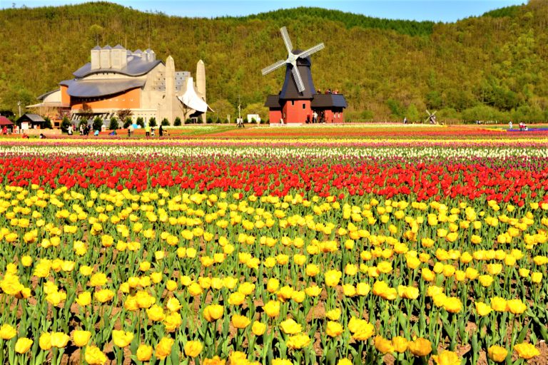 The Okhotsk Spring Feature! **Kamiyubetsu Tulip Park** where 1.2 ...