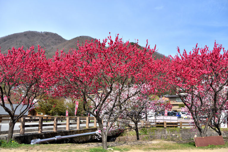 Flower paradise in Minamishinshu! Achi village Hirugami hot spring ...