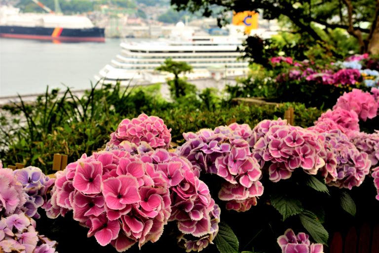 Japan, **Nagasaki Hydrangea (Otakusa) Festival** the city of rain ...